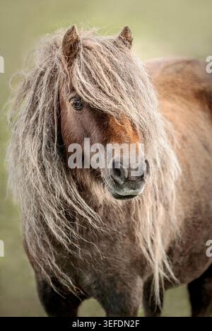 Close-up of a cute brown Shetland pony with a long mane looking over a ...