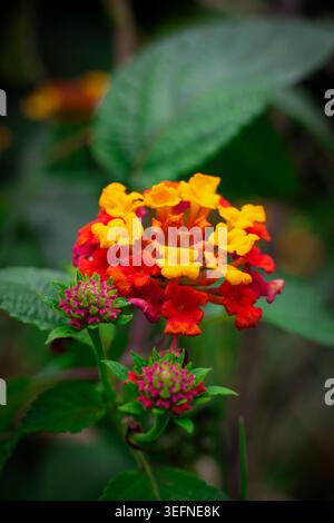 macro detail of a colored tropical plant Stock Photo - Alamy