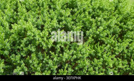 Horizontal full-frame texture of dense, vibrant green pinnate leaves ...