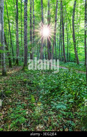 Afternoon sun shines through the forest full of flowering wild bear ...