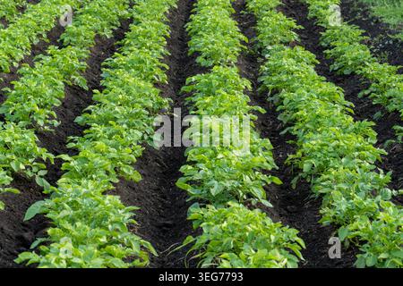 Green plants grow in organized rows in a garden. The sunlight shines on ...