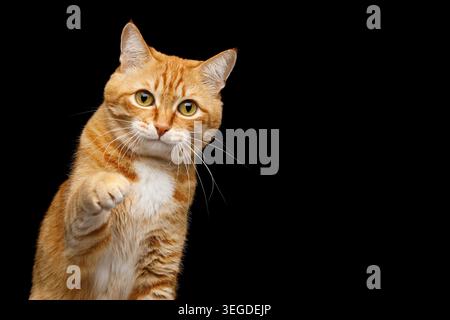 Orange tabby cat raising front paw with pink flea collar on black ...
