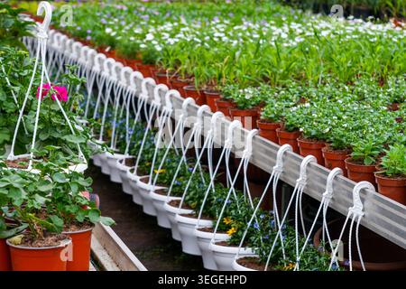 Modern greenhouse with rows of green potted plants and hanging flower ...