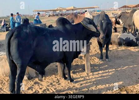 Sacrificial animals wait for their buyers after arriving at a makeshift ...