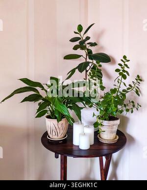 Plants sit on a wooden table in a bright room Stock Photo - Alamy