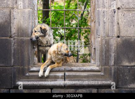 Two dogs rest on stone windowsill. One dog looks through old iron bars ...