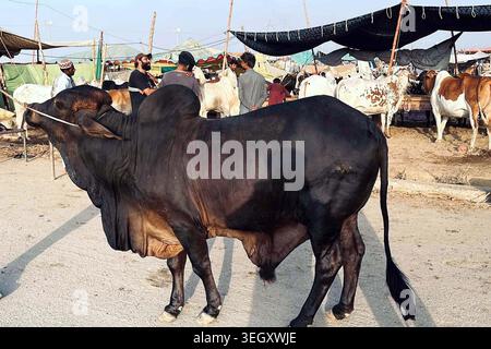 Sacrificial animals wait for their buyers after arriving at a makeshift ...