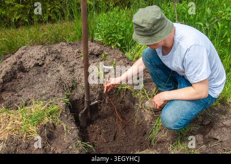 A person carefully places a small plant into soft soil in a garden. The ...