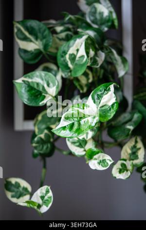 'Epipremnum Aureum N'Joy' pothos houseplant with white and green ...