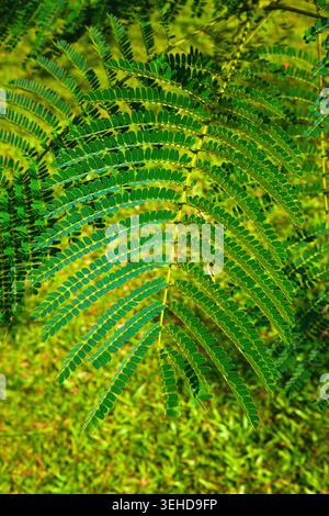 Sri Lanka, Beruwala, Brief Garden, Bewis Bawa landscaper, landmark ...
