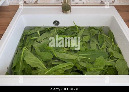 Washing Fresh Sorrel Leaves in Kitchen Sink Stock Photo - Alamy