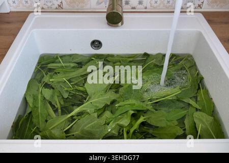 Washing Fresh Sorrel Leaves in Kitchen Sink Stock Photo - Alamy