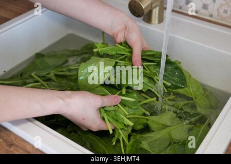 Washing Fresh Sorrel Leaves in Kitchen Sink Stock Photo - Alamy
