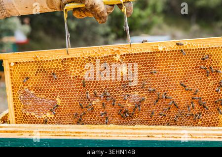 Beekeeper holds frame filled with bees honeycomb, using smoker to calm ...