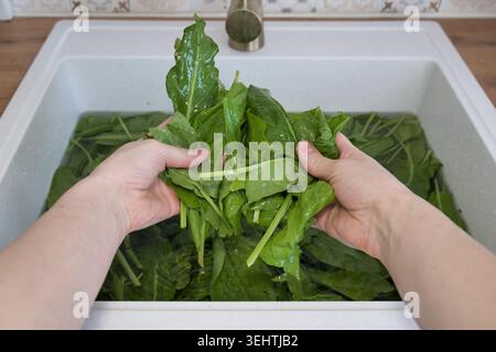 Washing Fresh Sorrel Leaves in Kitchen Sink Stock Photo - Alamy