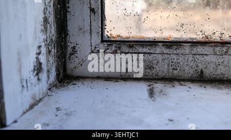 Black Mold on Window Sill and Frame Corner Stock Photo - Alamy
