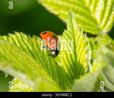 Bio Diversity - Coccinella septempunctata - Ladybug on a Green Leaf ...