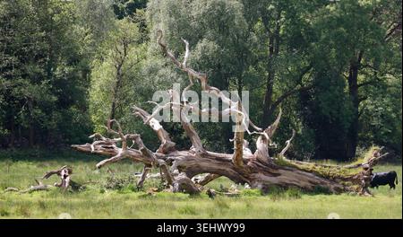 KILLARNEY, IRELAND - MAY 24: Horse and Carriage ride in Killarney ...