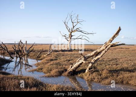 Trees on former famland killed by saltwater after sea defences breached ...