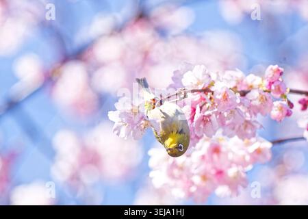 Japanese white-eye hanging beneath blooming cherry blossoms against a ...