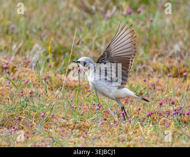 19 May 2026, Sweden, Alvedsjöbodar: A tree sparrow (Passer montanus ...
