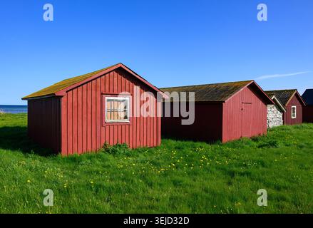 19 May 2026, Sweden, Alby: A Eurasian curlew (Numenius arquata). Photo ...