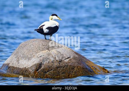 18 May 2026, Sweden, Alvedsjöbodar: An eider duck (Somateria mollissima ...