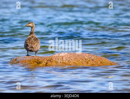 18 May 2026, Sweden, Alvedsjöbodar: An eider duck (Somateria mollissima ...