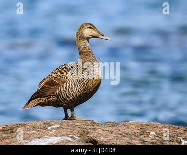 18 May 2026, Sweden, Alvedsjöbodar: An eider duck (Somateria mollissima ...