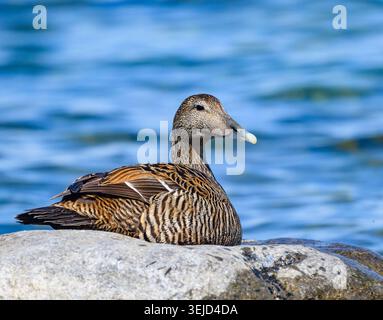 18 May 2026, Sweden, Alvedsjöbodar: An eider duck (Somateria mollissima ...