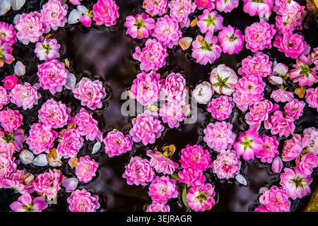 Indian weddings interiors and decorations Stock Photo - Alamy