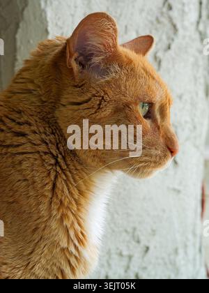 Orange tabby cat profile close-up with pink flea collar looking ...
