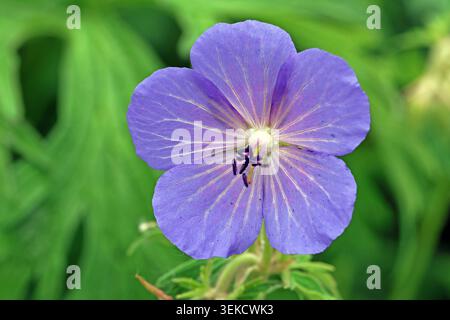 Insektenfreundliche Wildblumen Der Wiesen-Storchschnabel bei sehr ...