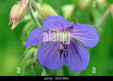 Insektenfreundliche Wildblumen Der Wiesen-Storchschnabel bei sehr ...