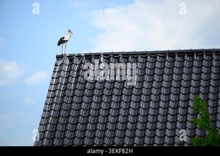 PRODUCTION - 29 May 2026, Hamburg: A stork sits on the roof ridge of a ...