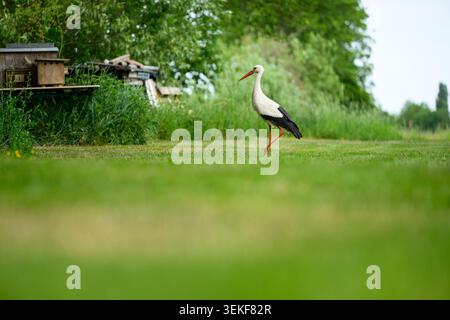 PRODUCTION - 29 May 2026, Hamburg: A stork walks through a garden ...