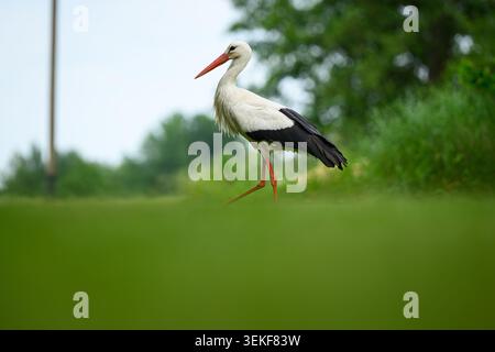PRODUCTION - 29 May 2026, Hamburg: A stork walks through a garden ...