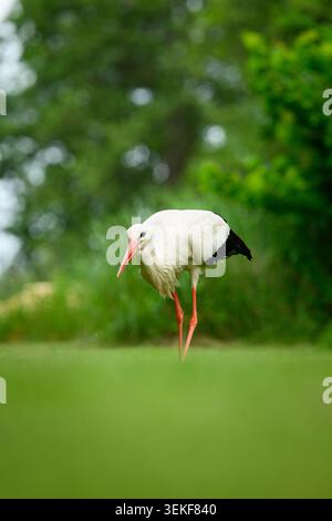 PRODUCTION - 29 May 2026, Hamburg: A stork sits on its nest with stork ...