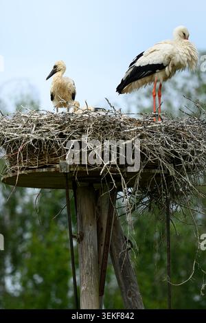 PRODUCTION - 29 May 2026, Hamburg: A stork sits on its nest with stork ...