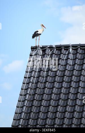 PRODUCTION - 29 May 2026, Hamburg: A stork sits on its nest with stork ...