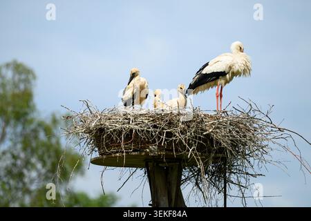 PRODUCTION - 29 May 2026, Hamburg: A stork sits on its nest with stork ...