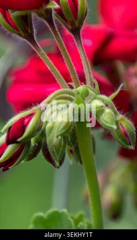 Geraniums (genus Pelargonium) are among the most loved and cultivated ...