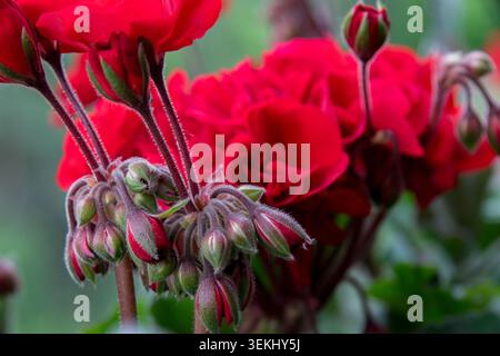 Geraniums (genus Pelargonium) are among the most loved and cultivated ...