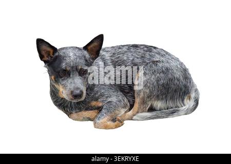 Australian Cattle Dog against transparent background, Shiba Inu statue ...