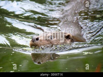 Tiere im Zoo Krefeld im Bundesland NRW in Deutschland. Graureier Zoo ...