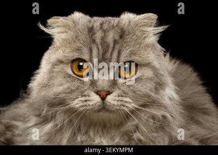 Closeup Scottish Fold Cat on Black Background Stock Photo - Alamy