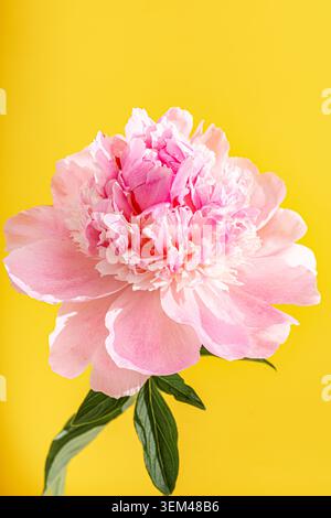 Vertical macro of a vibrant pink peony bloom with layered petals and ...