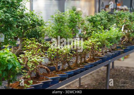 collection of decorative flower pots with textured patterns at garden ...