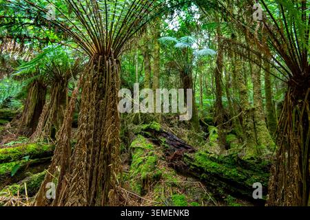 Philosopher Falls in Waratah - Tasmania Stock Photo - Alamy