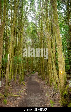 Philosopher Falls in Waratah - Tasmania Stock Photo - Alamy